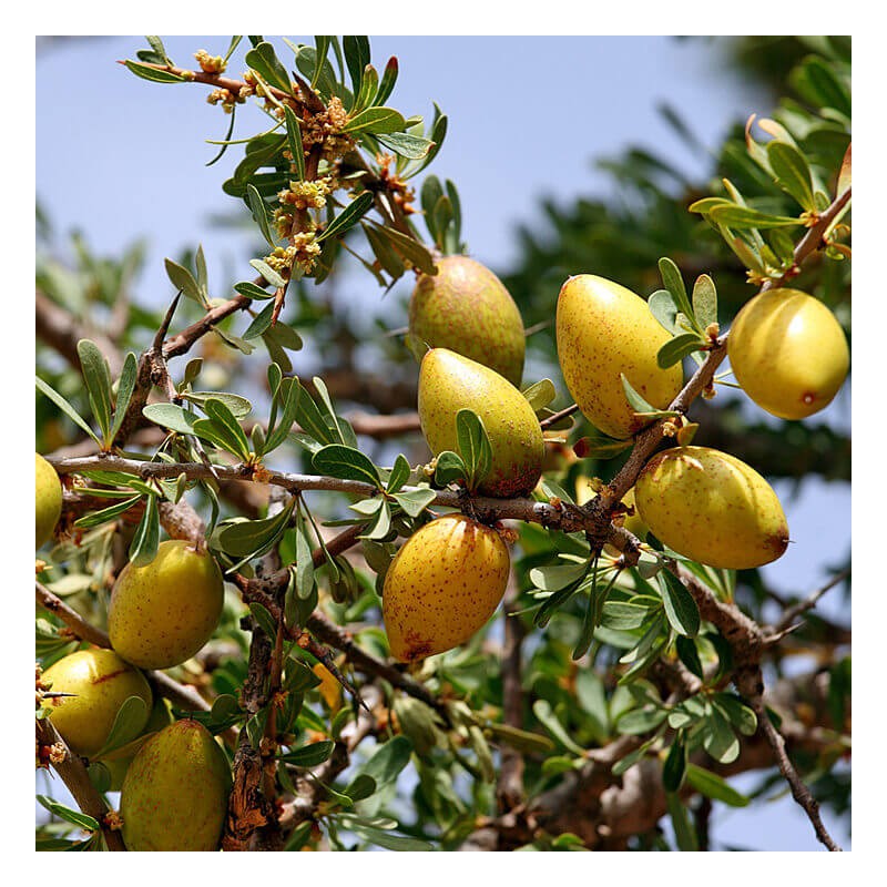 Huile végétale d'Argan Bio 50 ml